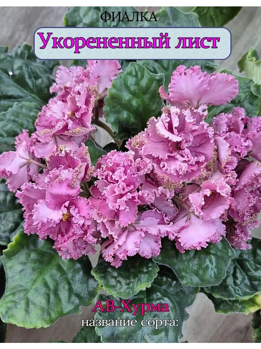 Фиалка живая в горшке комнатная живая сорт АВ-Хурма (укорененный лист) 1 штука