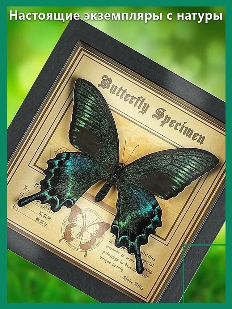 Эксклюзивные настоящие бабочки представлены в фоторамке, размер которой составляет 14,5 на 14,5 см
