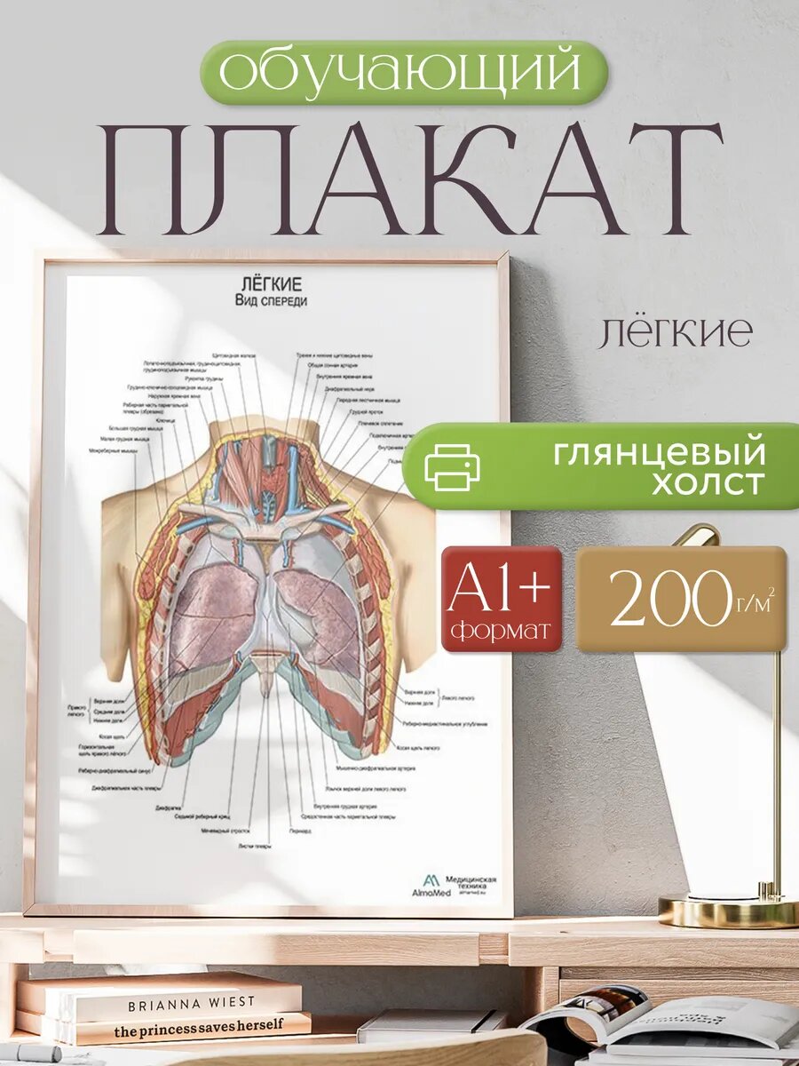 Легкие (анатомия человека) плакат глянцевый холст от 200 г/кв. м, размер A1+