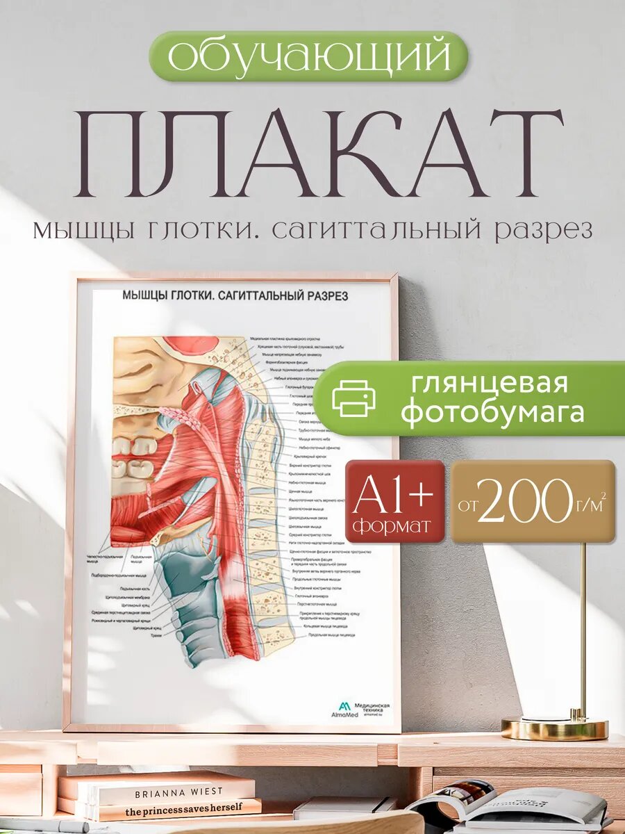 Мышцы глотки, сагиттальный разрез, плакат, глянцевая фотобумага от 200 г/кв. м, размер A1+