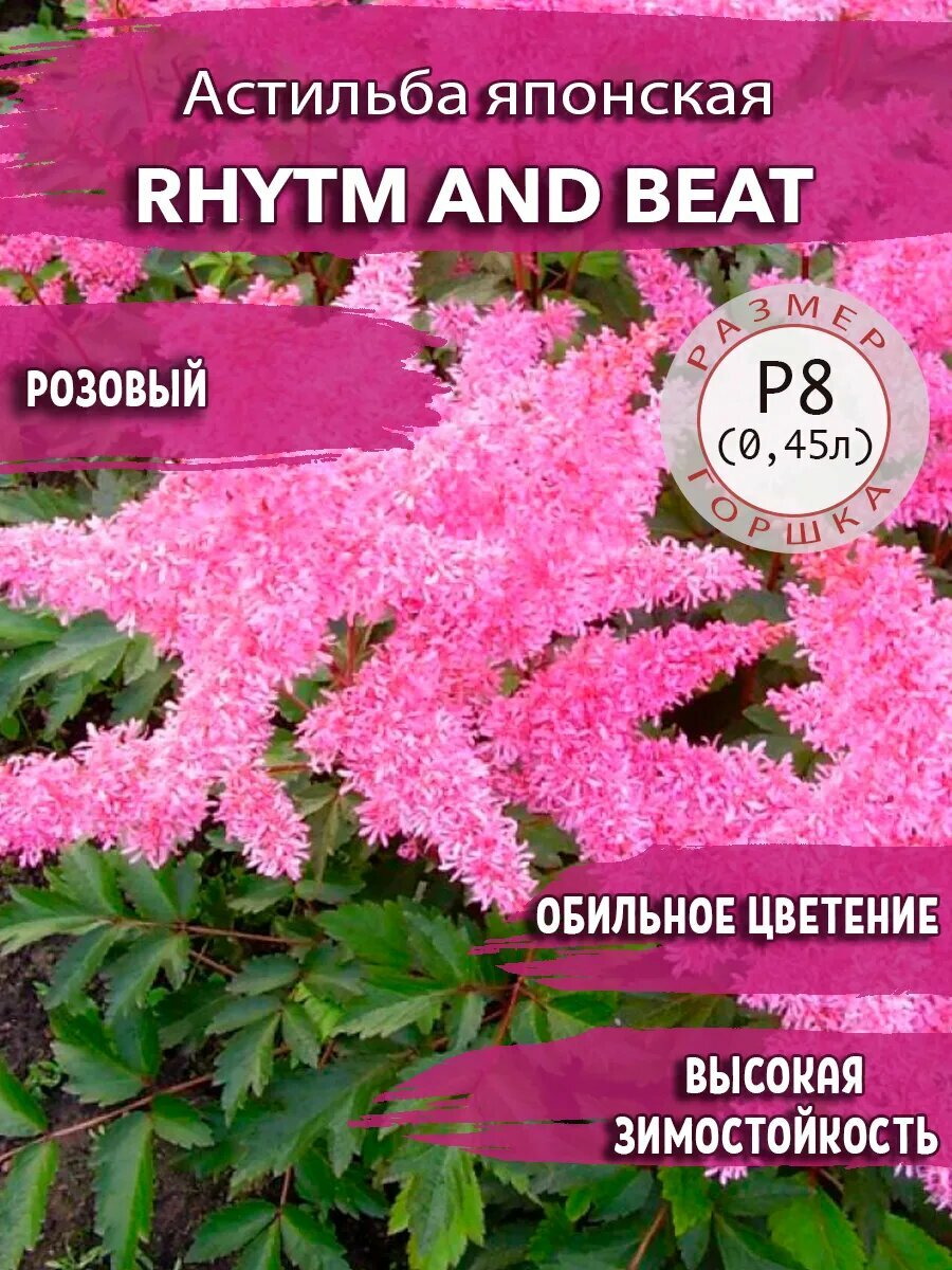 Астильба японская Rhytm and Beat