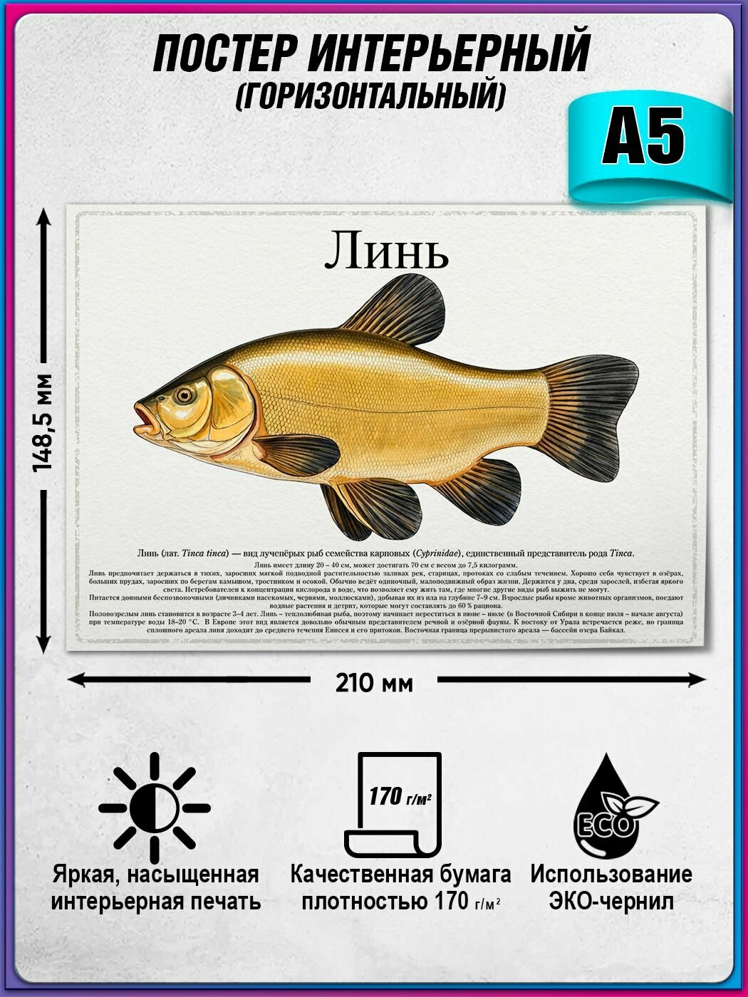Постер интерьерный "Линь", плакат, подарок на День рыбака / А-5 (15x21 см.)