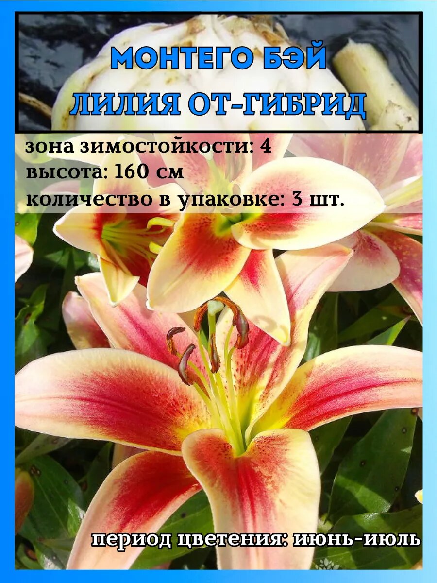 Лилия от-гибрид, луковицы 3 штуки
