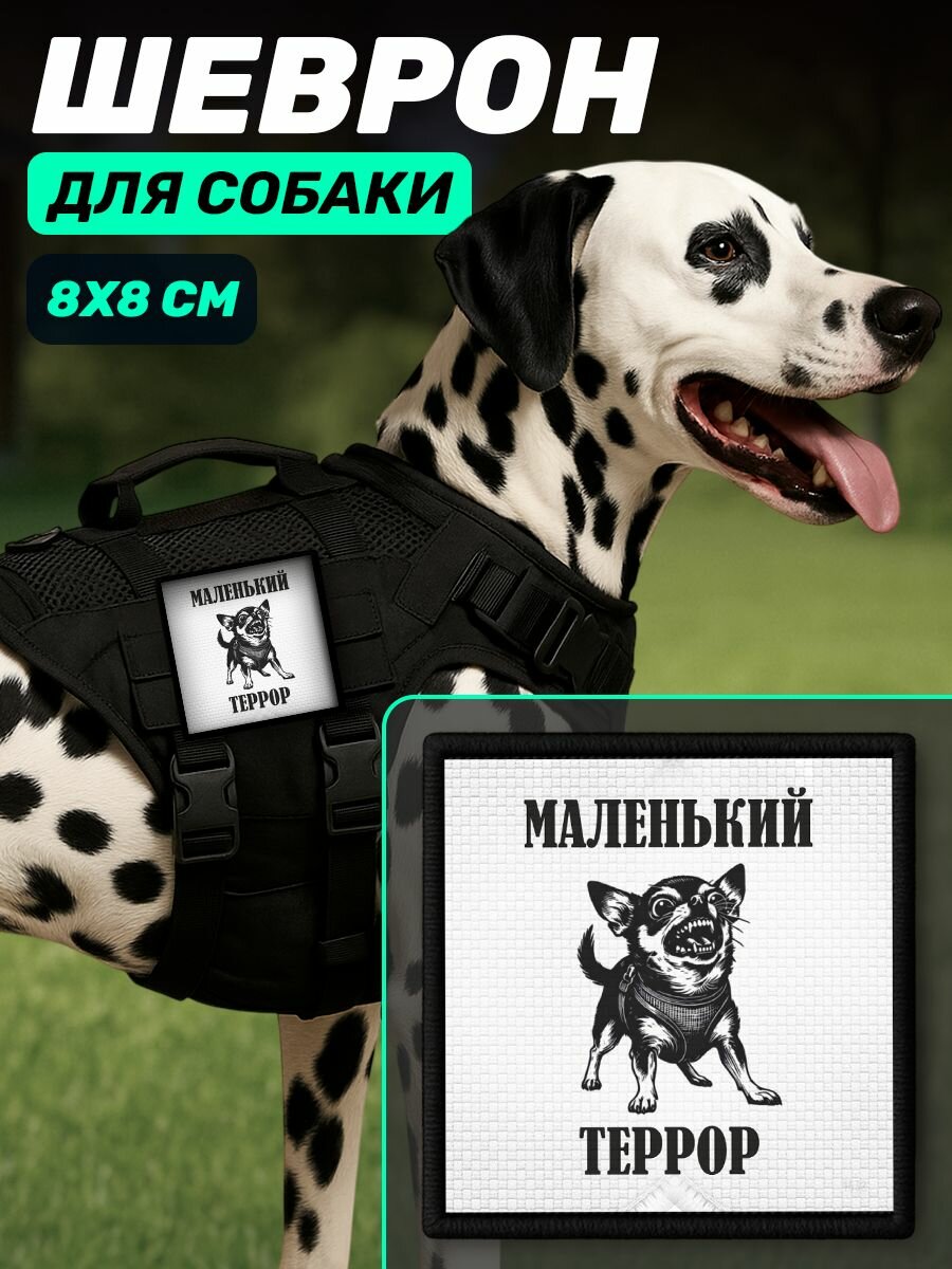 Шеврон на липучке для собаки Чихуахуа