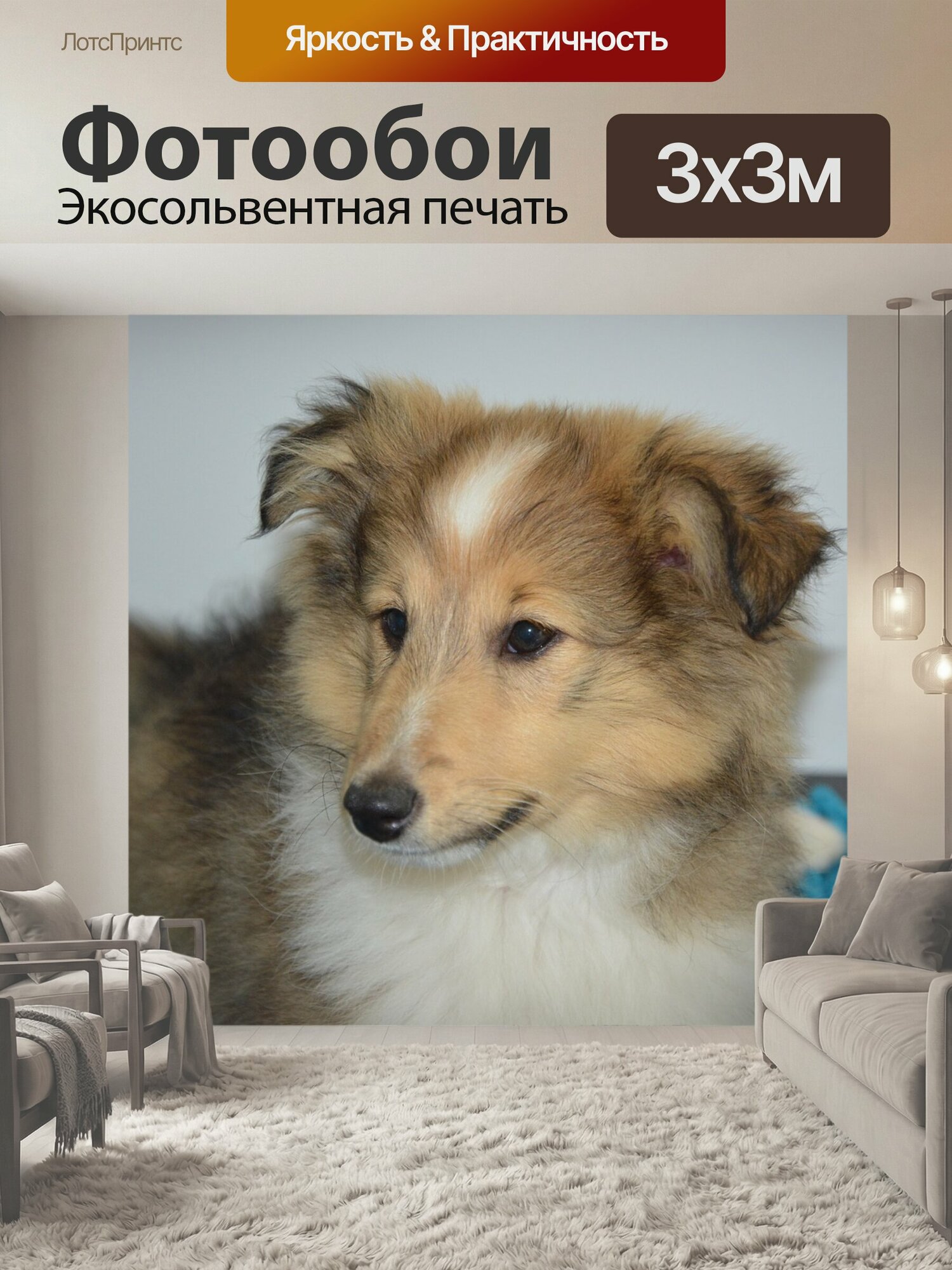 Фотообои "Шелти, собака, домашнее животное" 300x300 см. экосольвентная печать