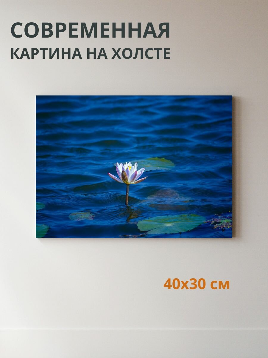 Картина на холсте Водная лилия 40x30 см