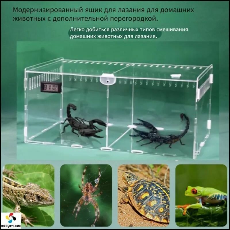 Клетка 40x25x20 см со съемной перегородкой для пауков и рептилий, эксклюзивная модель