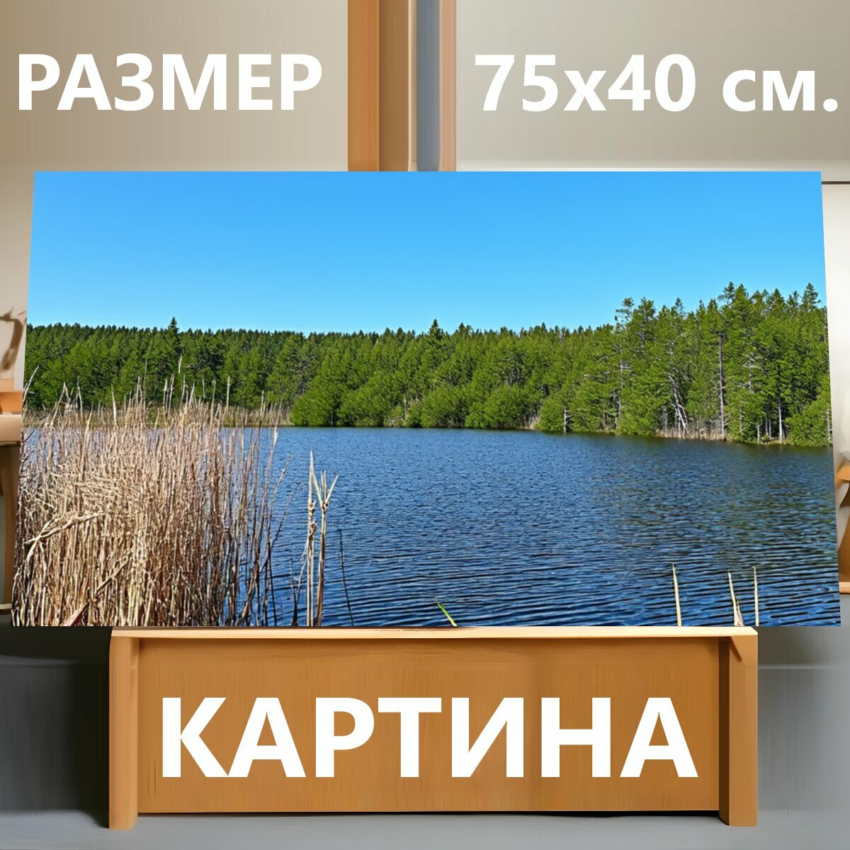 Картина на холсте "Озеро, окруженное лесом, тростник на переднем плане, ясное голубое небо, солнечный день, летняя природа, спокойная гладь." на подрамнике 75х40 см. для интерьера