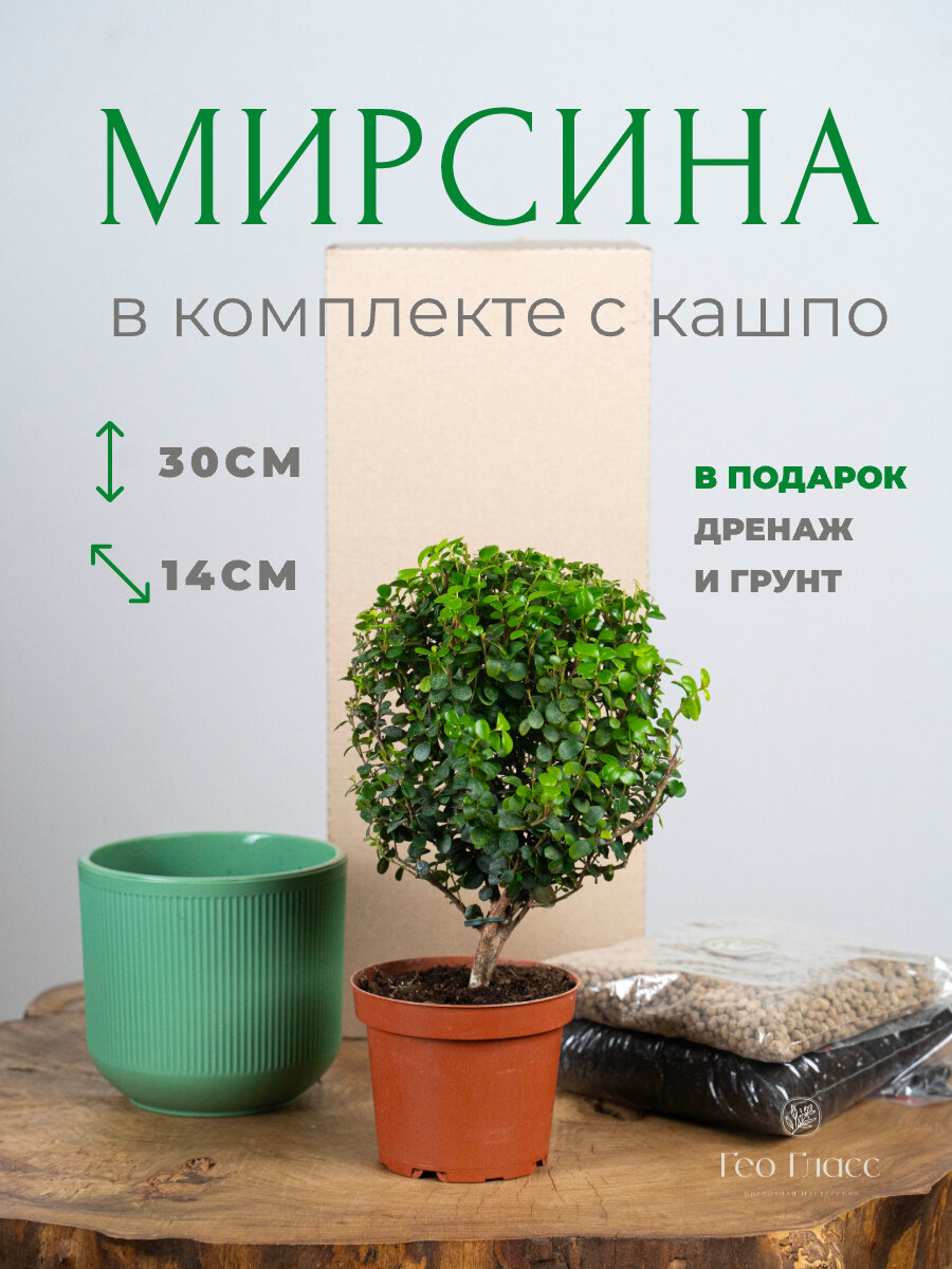 Geo Glass: Мирсина африканская , мирт комнатный + набор для пересадки , комнатные растение живое 30 см