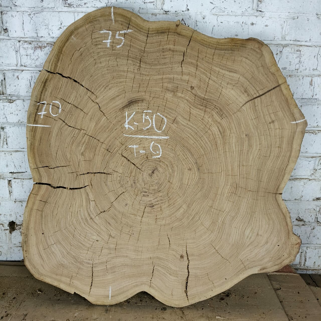 Торцевой спил дерева Карагач К-50, диаметр 70-75 см, выровнен в плоскости