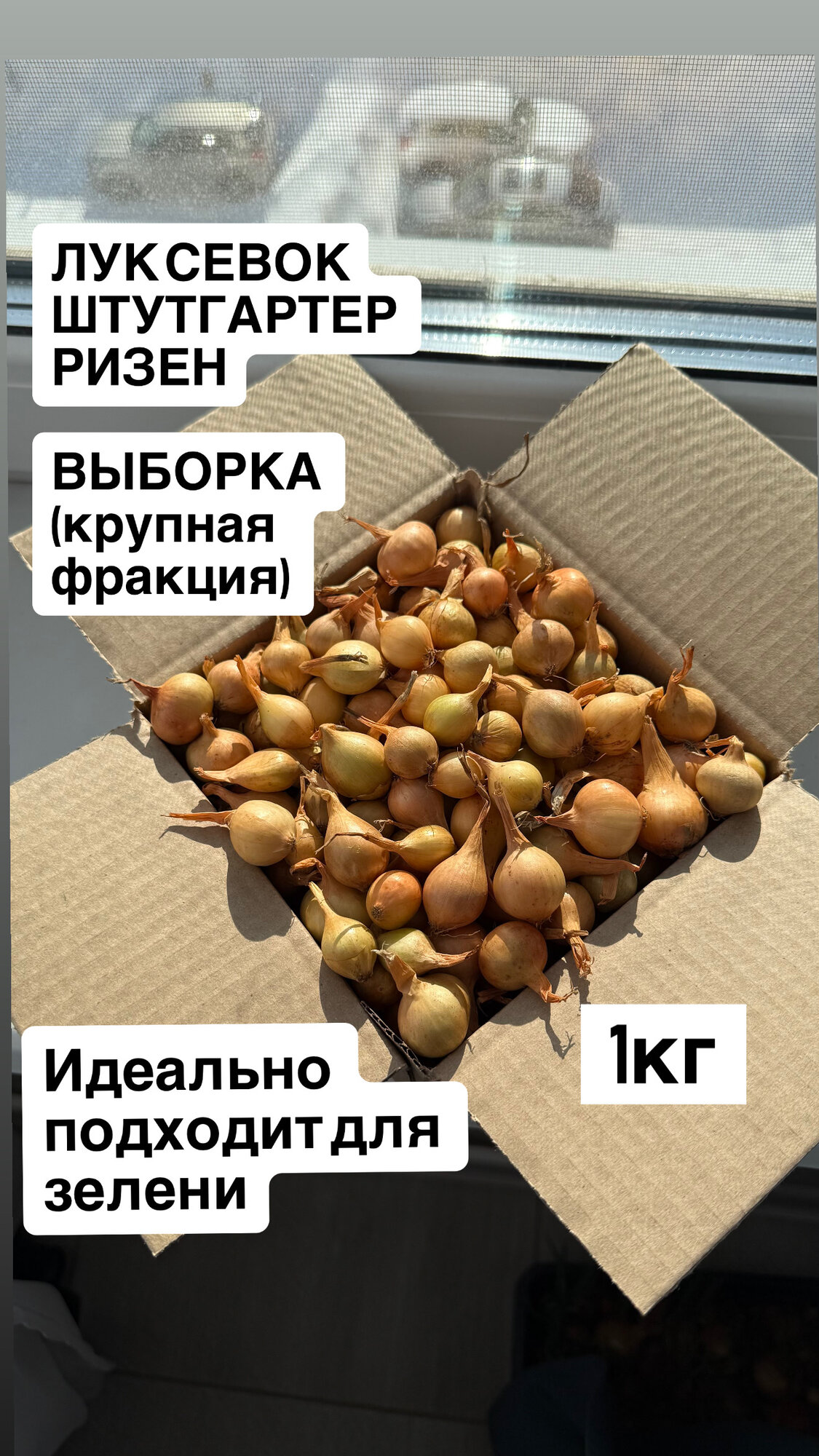 Лук севок выборок