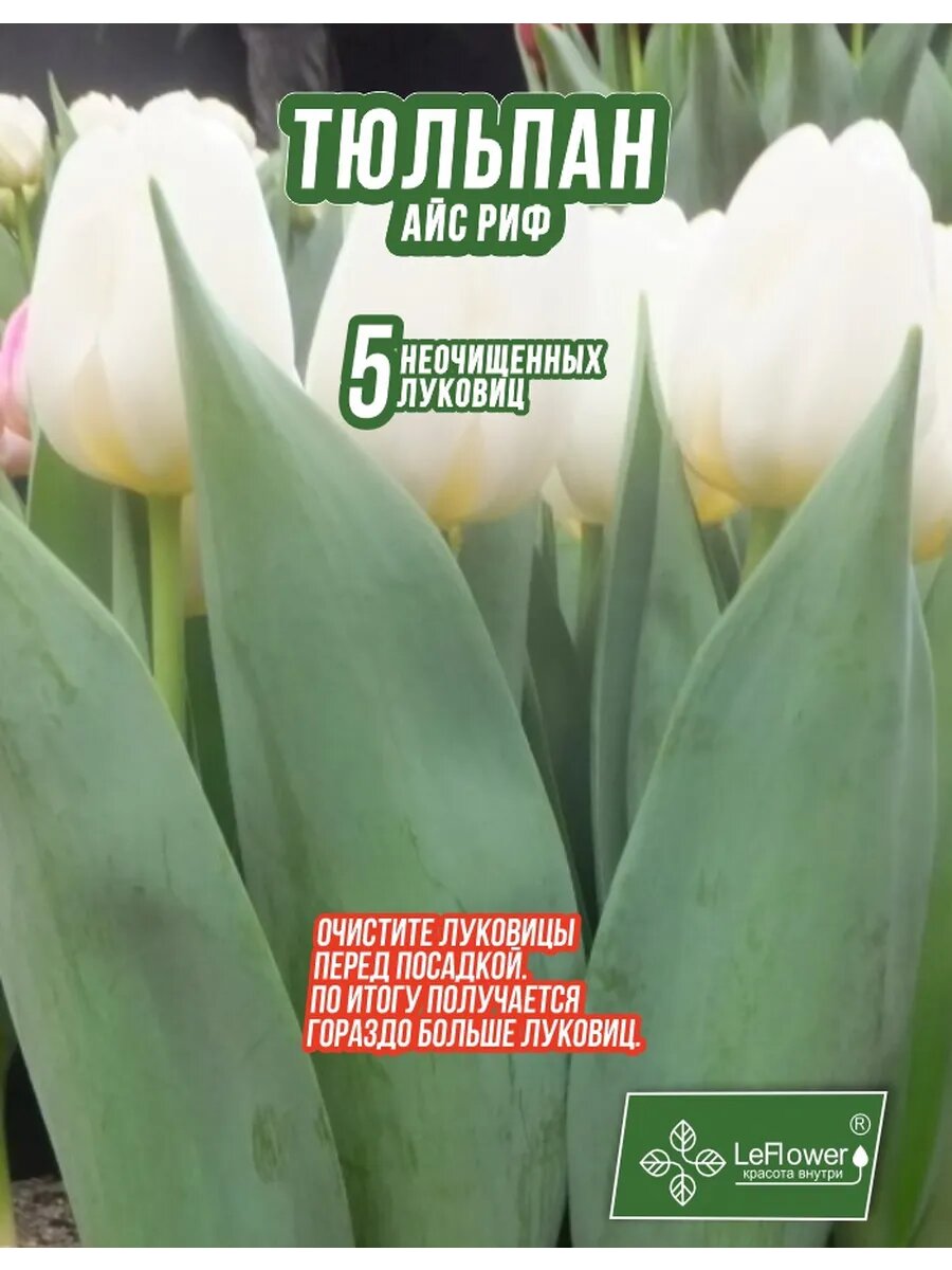 Тюльпан Луковица, Айс Риф, 5шт