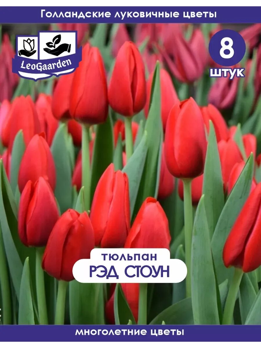 Тюльпан Луковица, Ред Стоун, 8 шт крупные