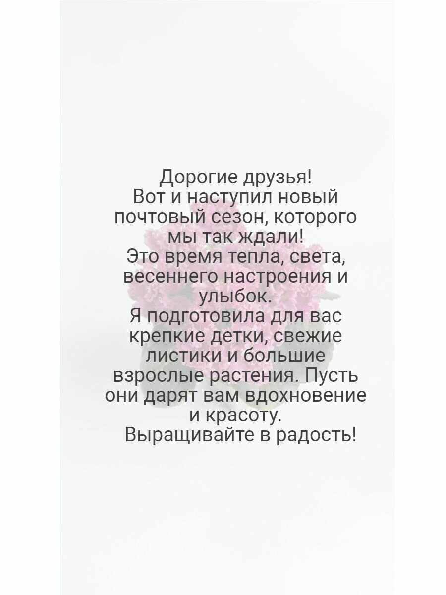 Фиалка лист 5 шт. — фото 1