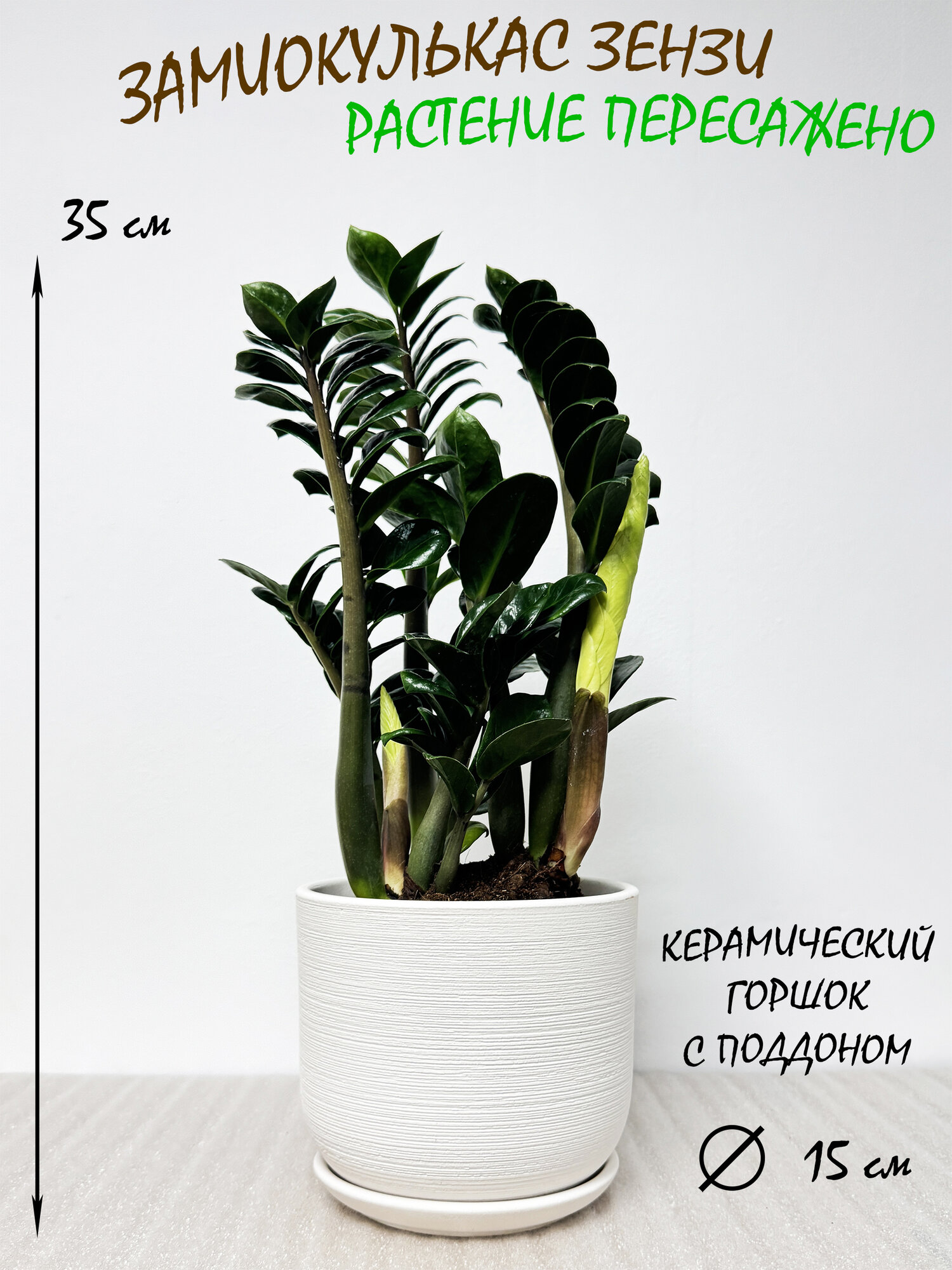 Замиокулькас Зензи в белом керамическом горшке с поддоном, высота 30-35см