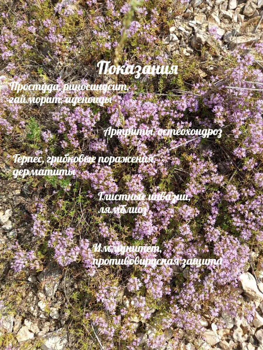 Масло чабреца Маршалла — фото 1