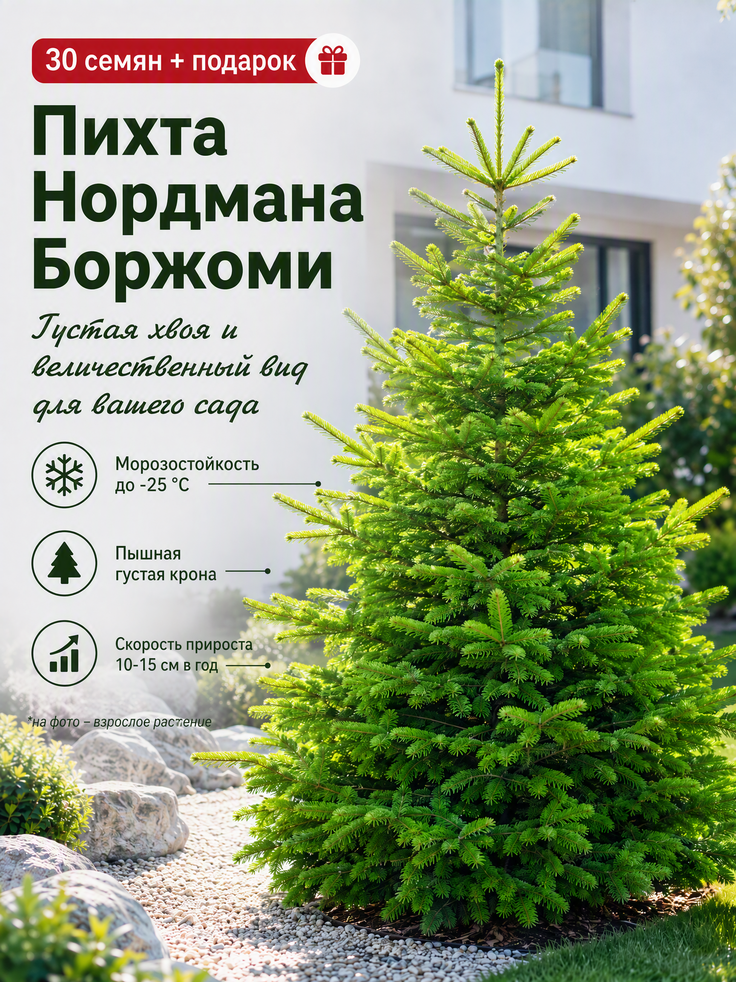 Пихта Нордмана Боржоми, Семена, 30 шт, семена хвойных растений