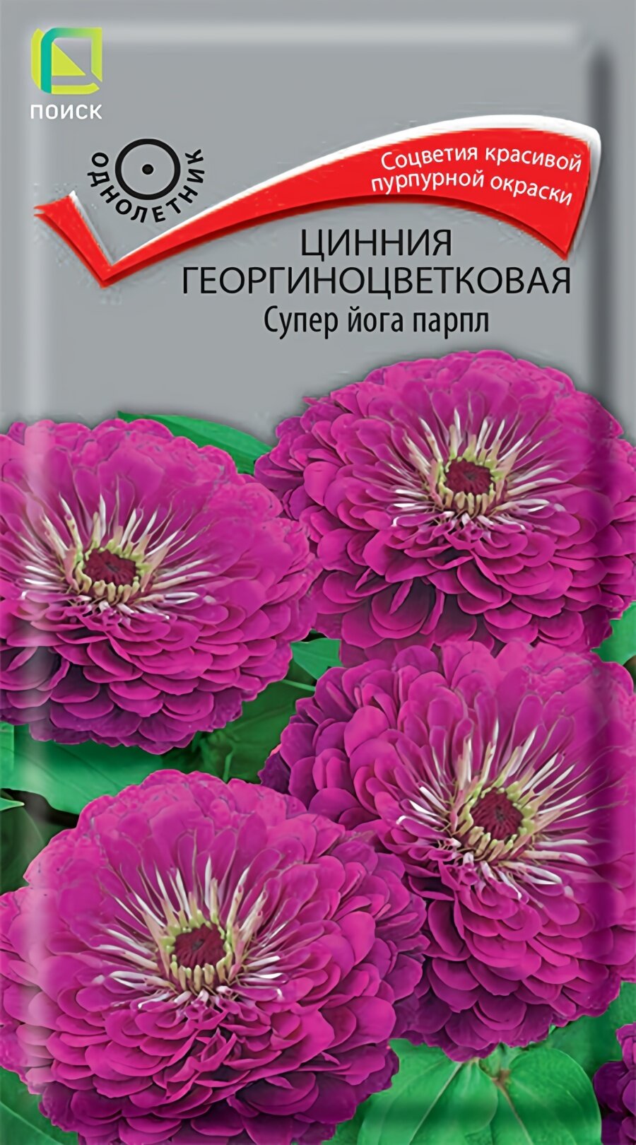 Семена циннии георгиноцветковой Супер йога парпл, 0,4 г, Поиск, однолетник, высота до 90 см, посев на рассаду в апреле