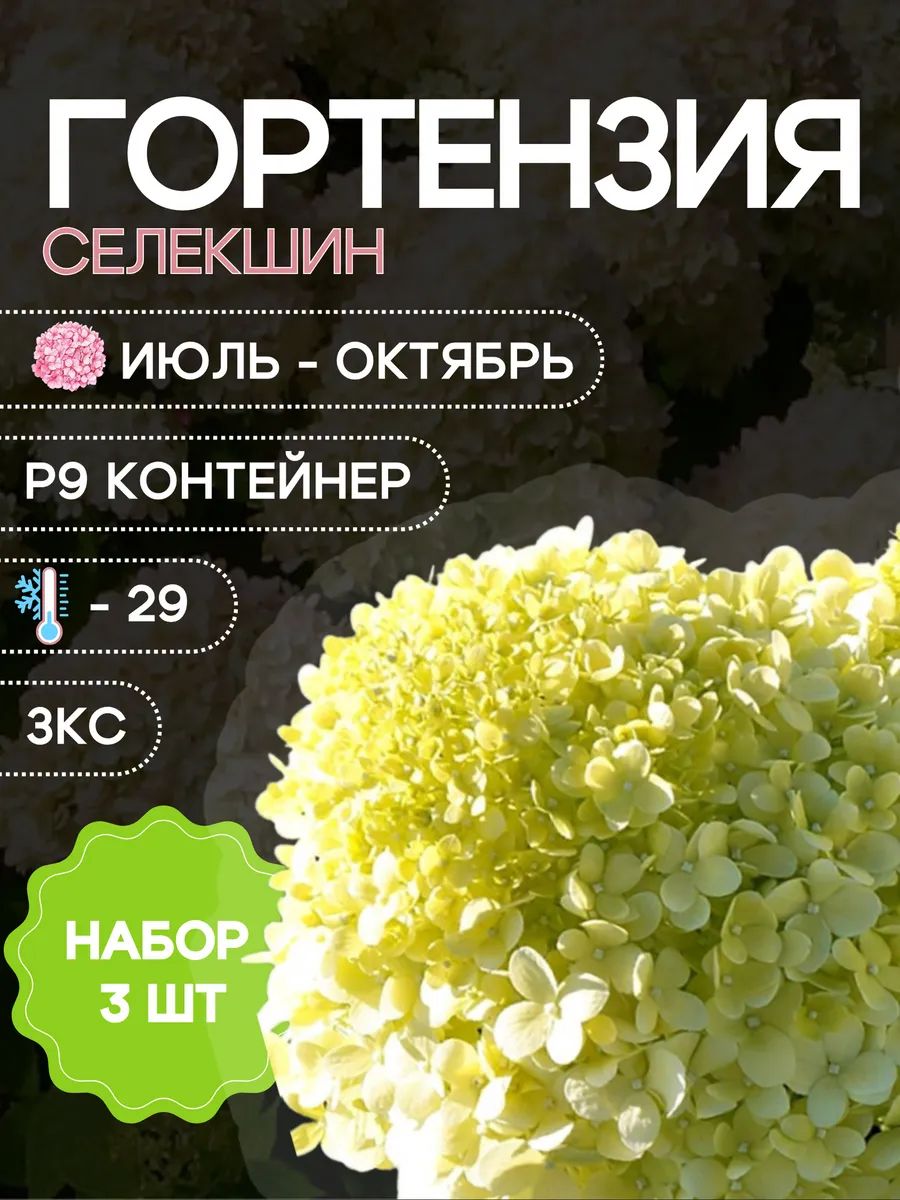 Гортензия метельчатая Селекшин Selection саженец