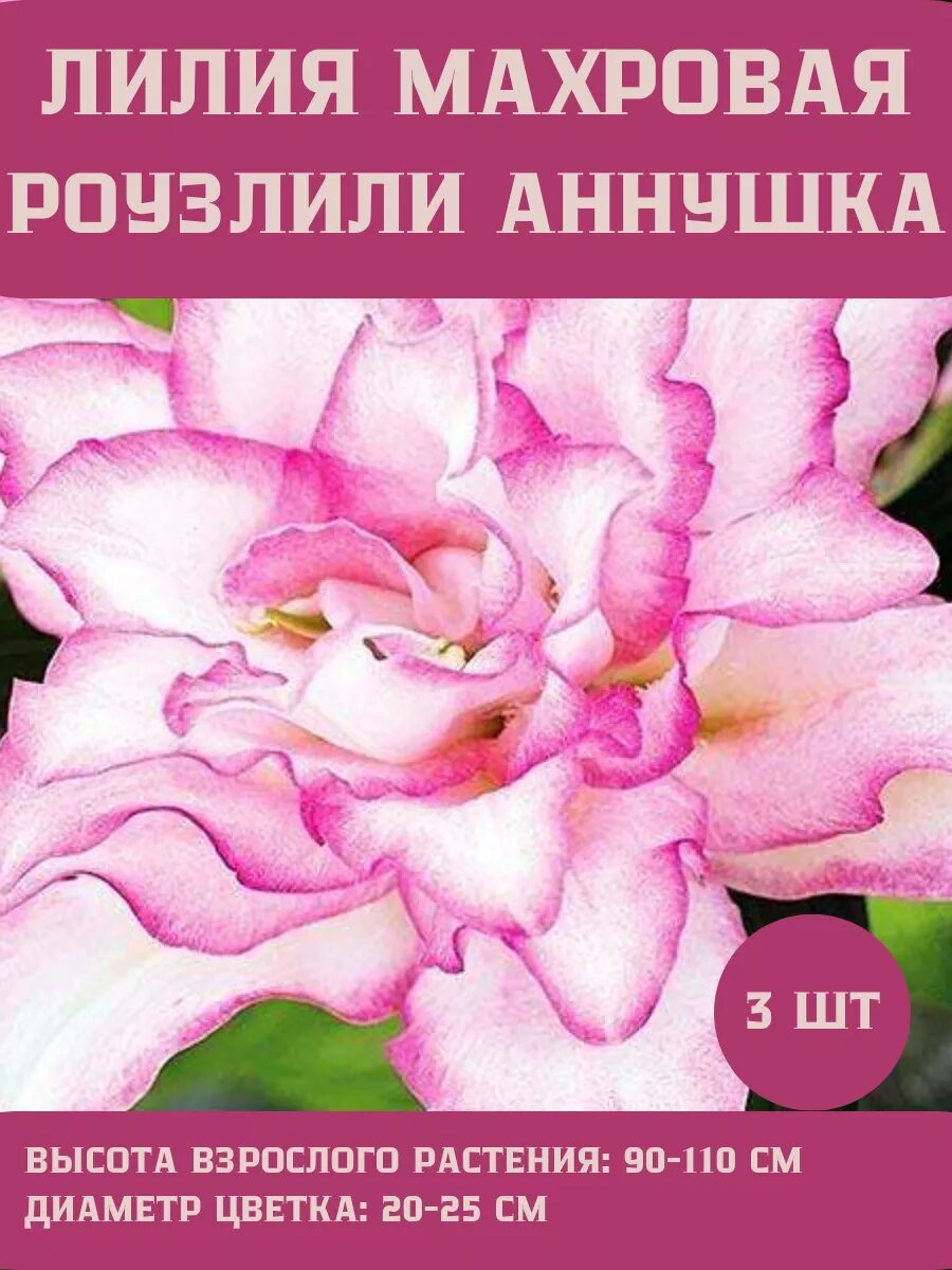 Восточная лилия; Луковицы лилий: Лилия махровая