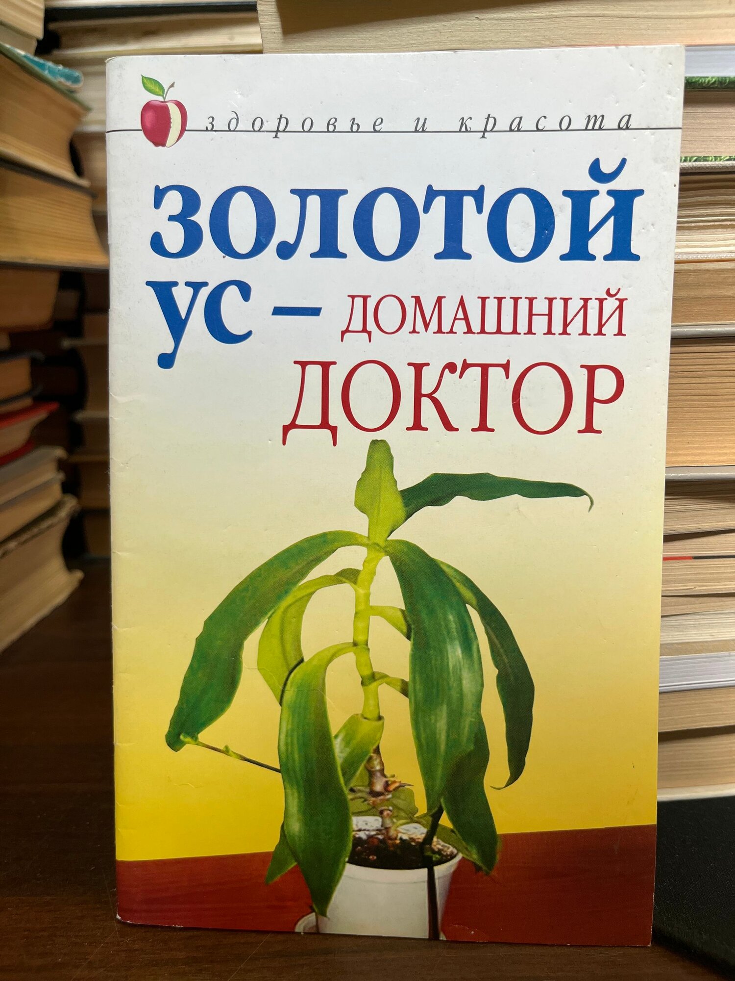 Золотой ус-домашний доктор