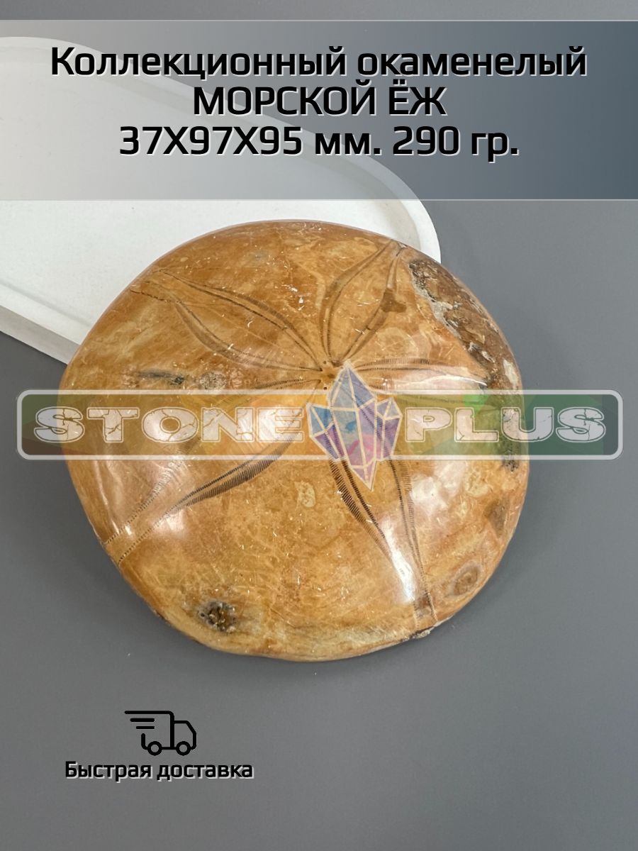 Коллекционный натуральный окаменелый морской ёж. 290 гр.