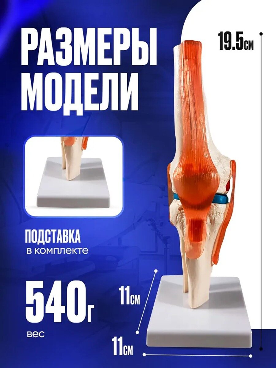 Анатомическая модель коленного сустава человека Corpo Knee с подставкой