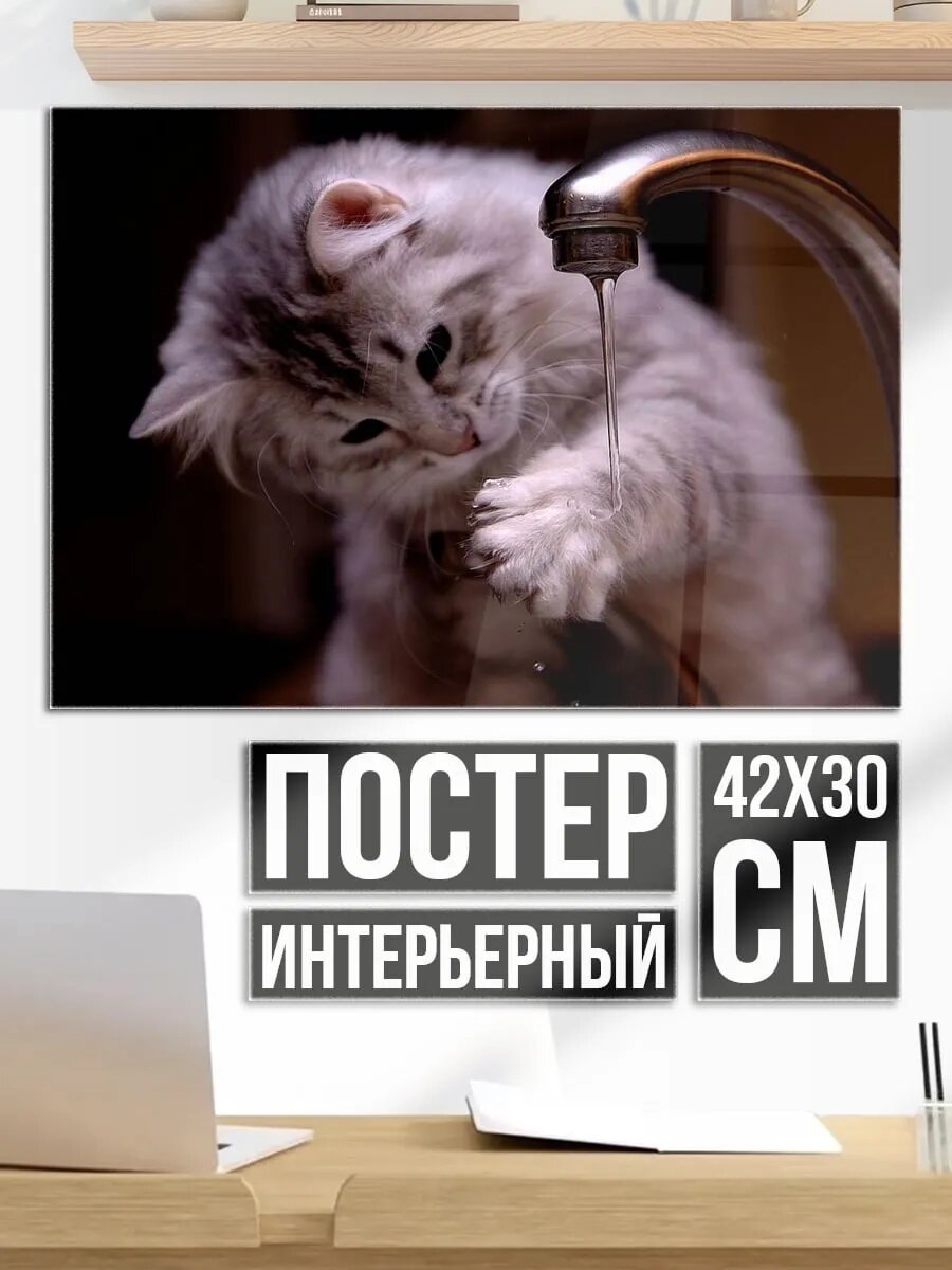 Плакат постер Кот пьет воду