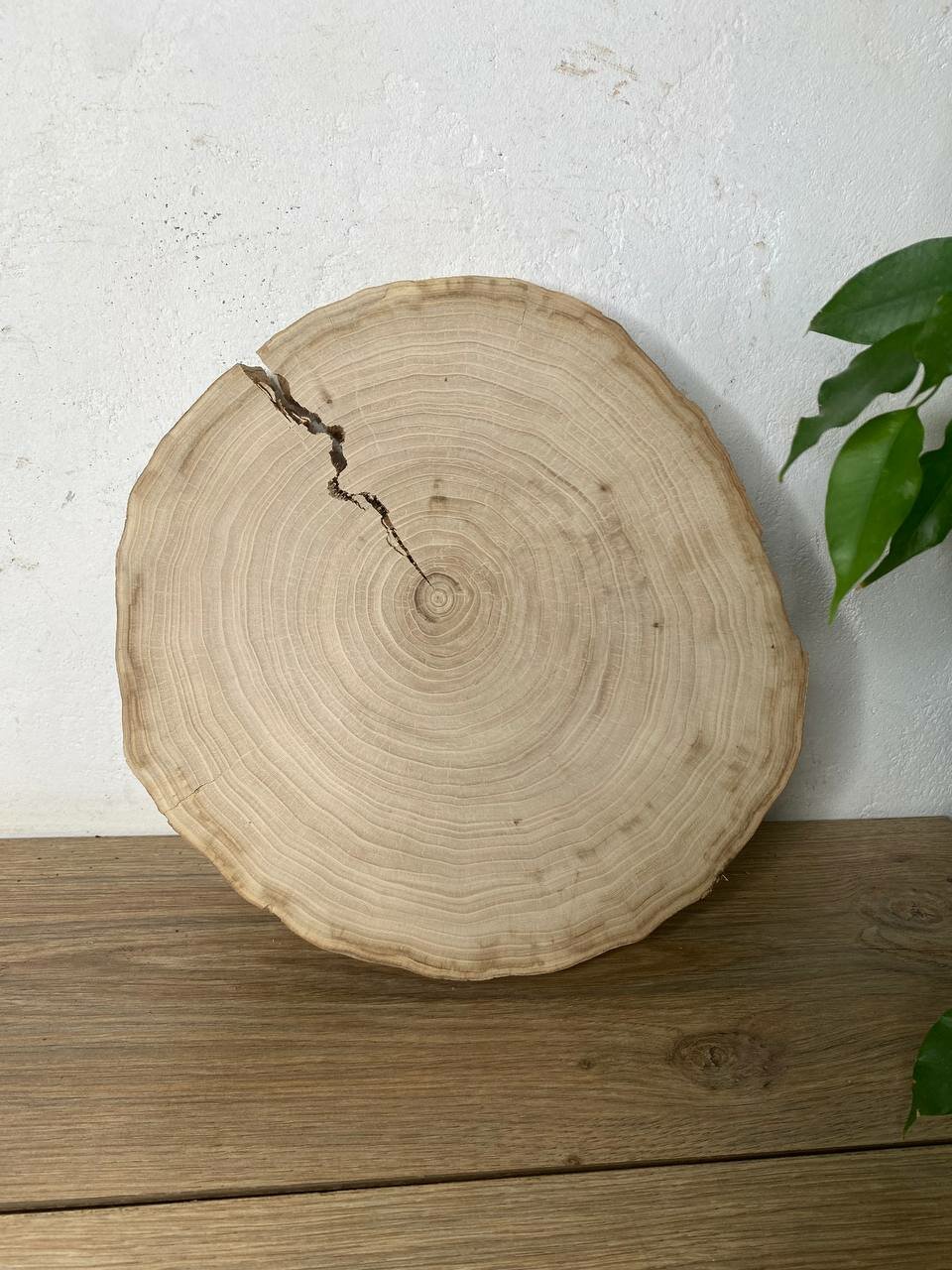 Спил Карагач . Габаритные размеры 26х25х4 см. Шлифованный с двух сторон, арт г542