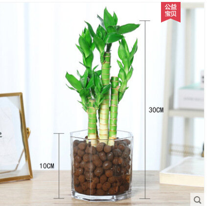 Горячая распродажаГидропонный Lucky Bamboo, четырехсезонное водное выращивание, настольное растение для дома, простое в выращивании цветочное зеленое растение, Вэньчан бамбук, лотос бамбук, зеленое растение