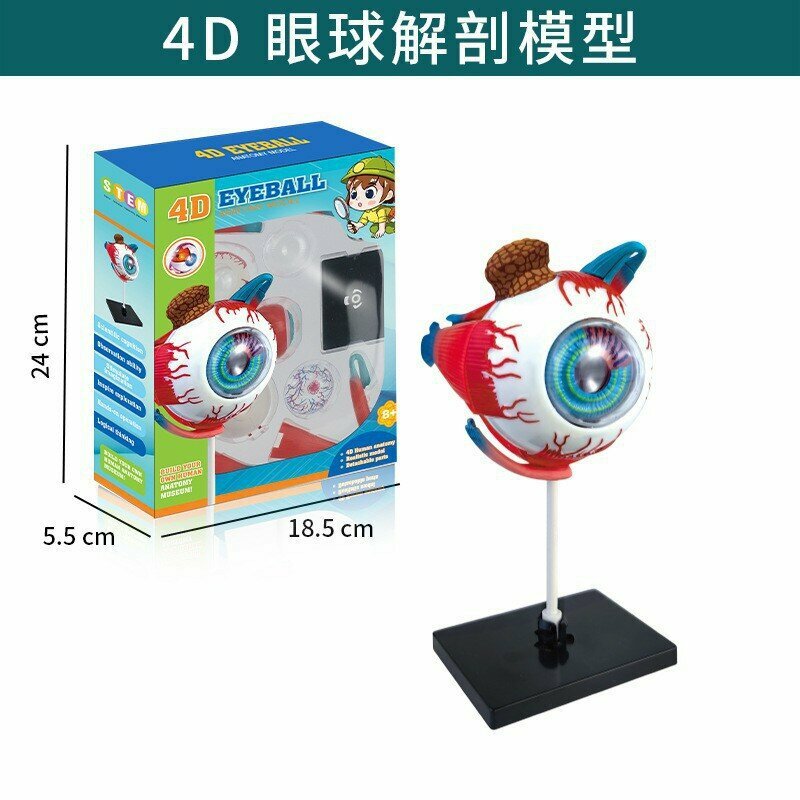 4D анатомическая модель глазного яблока с разборной сборкой, модель человеческого органа, обучающие пособия, игрушки для раннего образования детей