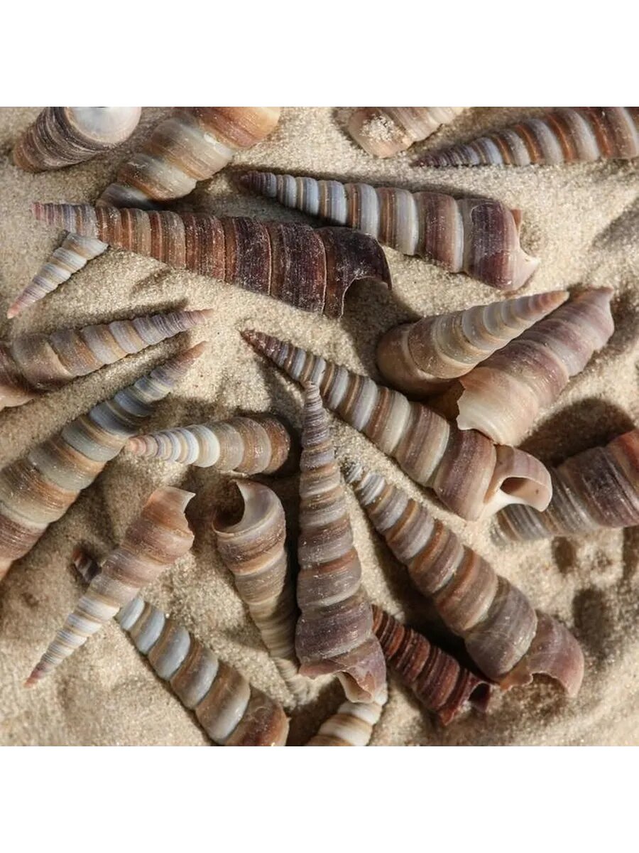 Эстетичный набор ракушек для творчества