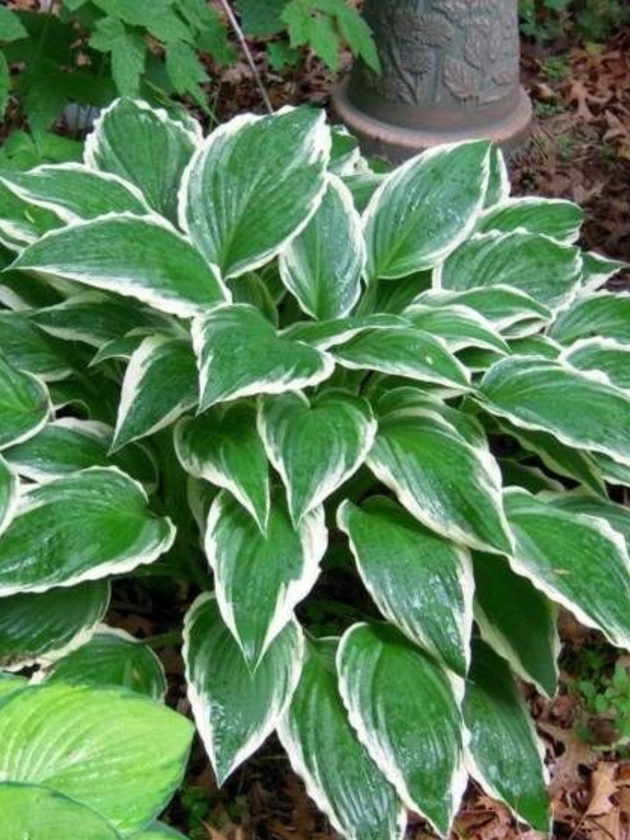 Клубни цветов, chipollino flowers, Хоста KARIN ( 1 штука )зелено-кремовый