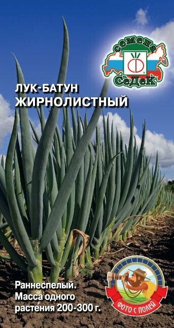 Семена Лук-батун "Жирнолистный" раннеспелый "СеДек"