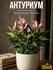 Антуриум Лилли (Anthurium Lilli) D9см, или цветок Мужское Счастье