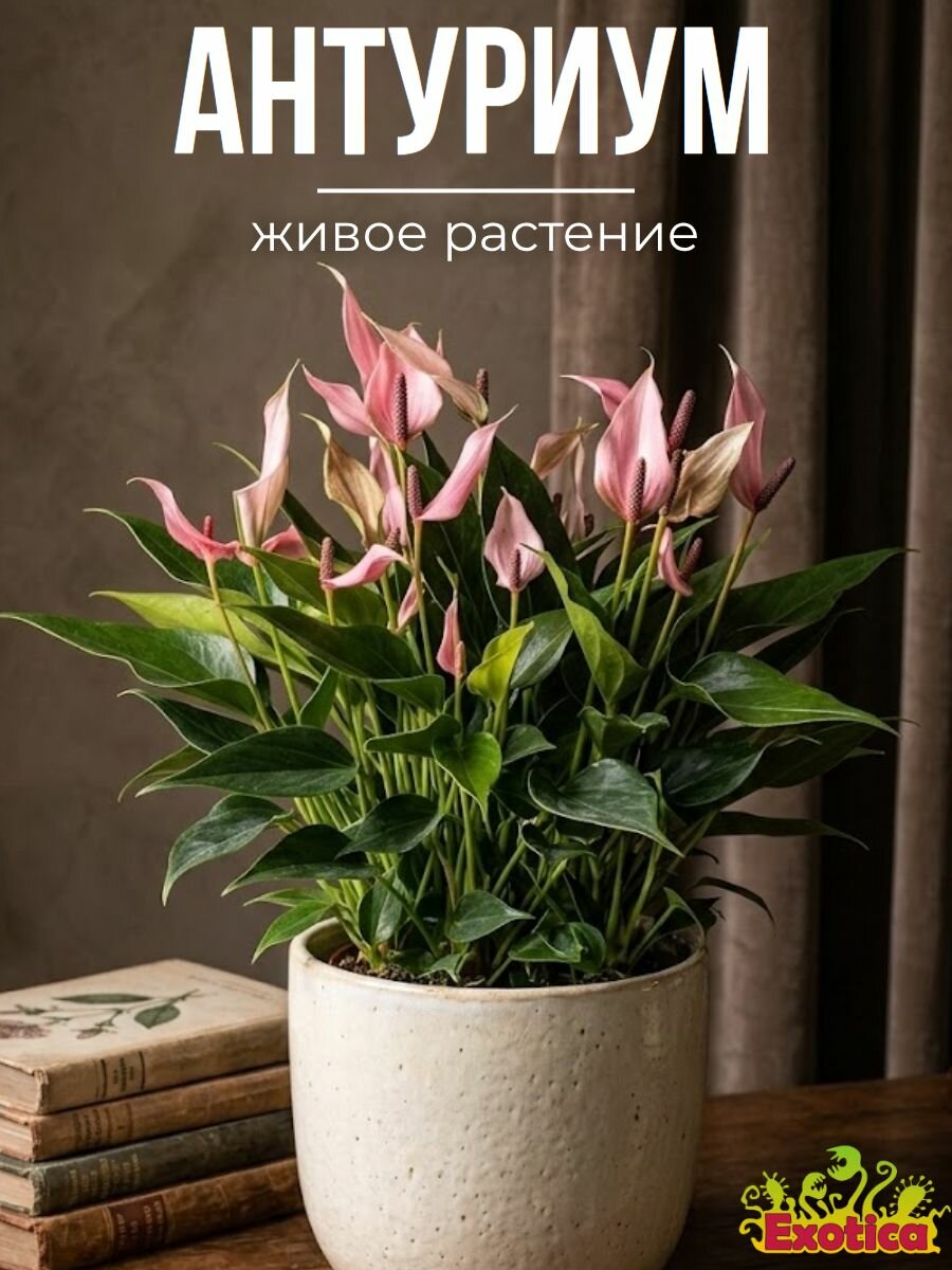 Антуриум Лилли (Anthurium Lilli) D9см, или цветок Мужское Счастье