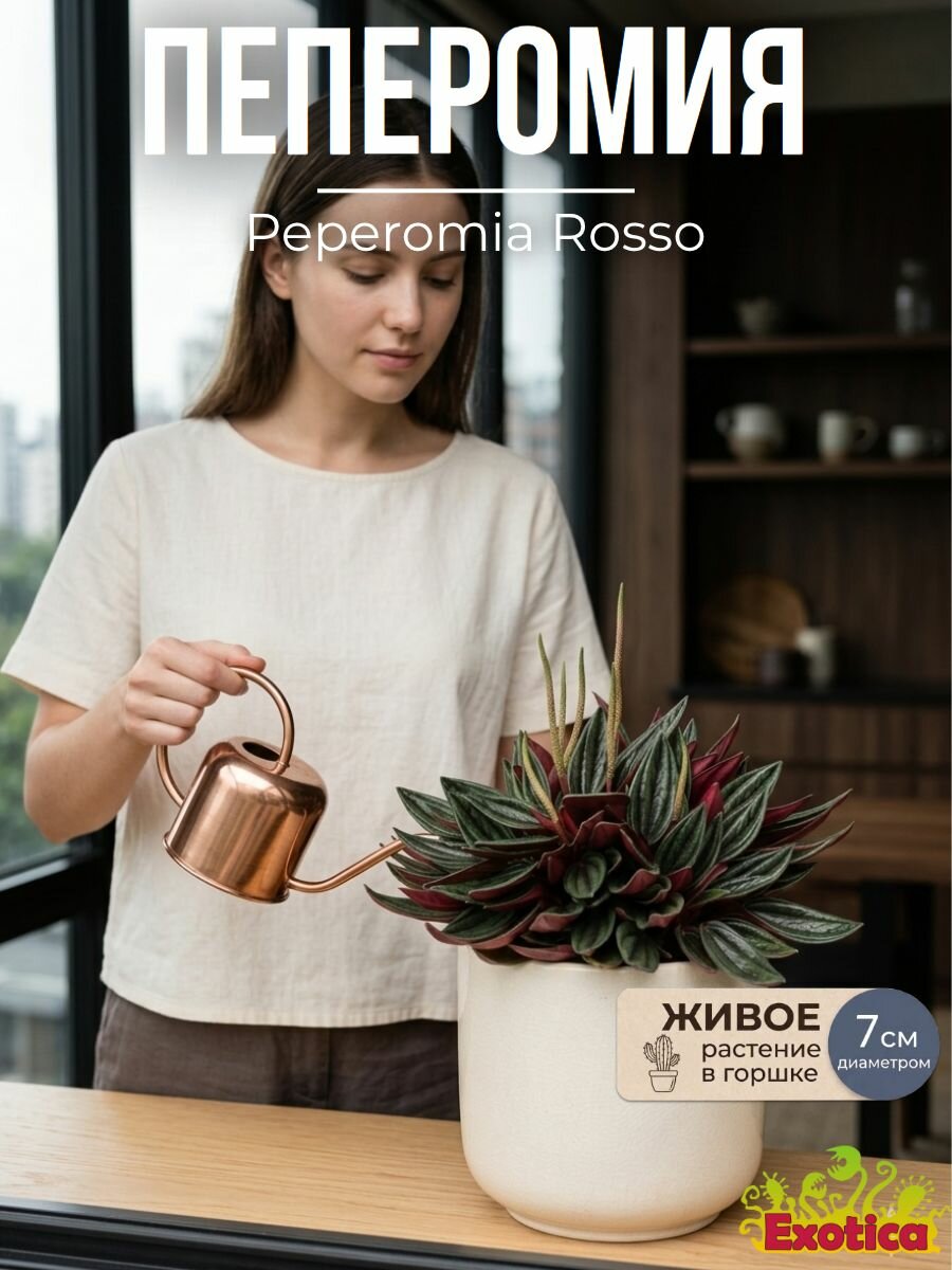 Пеперомия россо (Peperomia Rosso) D7см, домашний цветок