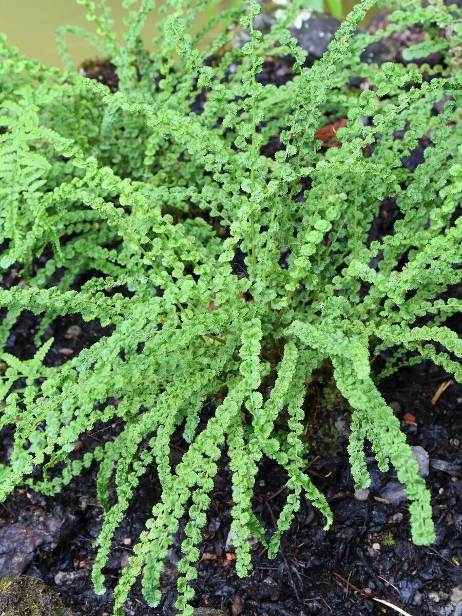Семена Папоротник Кочедыжник Lady in red (Athyrium Frizelliae), 40 штук