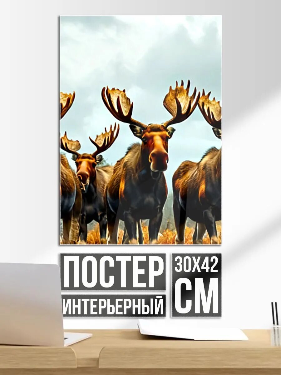 Постер на стену Лоси