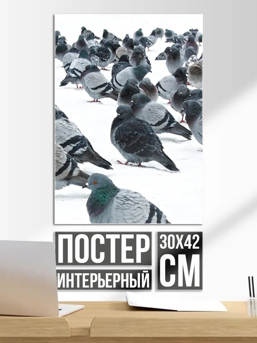 Постер на стену Голуби
