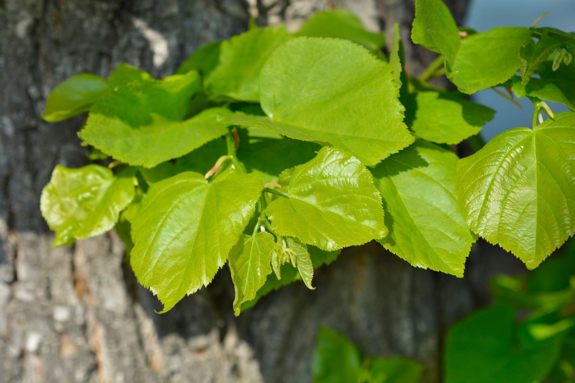 Липа мелколистная (Tilia cordata) - 350-400, Контейнер: С90, Обхват ствола: 14-16