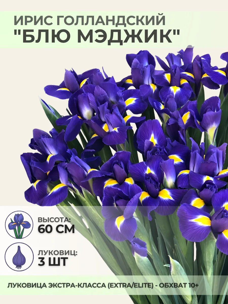 Ирис голландский "Блю Мэджик", изысканный насыщенно-синий цвет с жёлтым язычком — луковицы, 3 шт