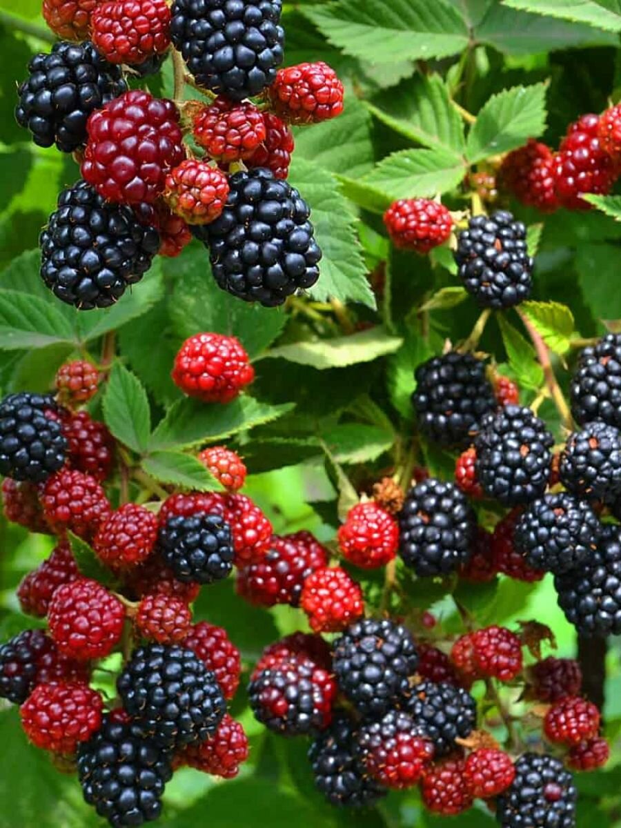 Ежевика "Мертон Торнлесс", бесшипный, высокоурожайный, поздний, чёрный. 2 шт