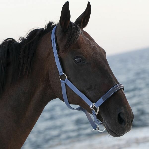 Недоуздок для лошади на неопреновых подложках MIU Equestrian Neo серо-голубой Pony
