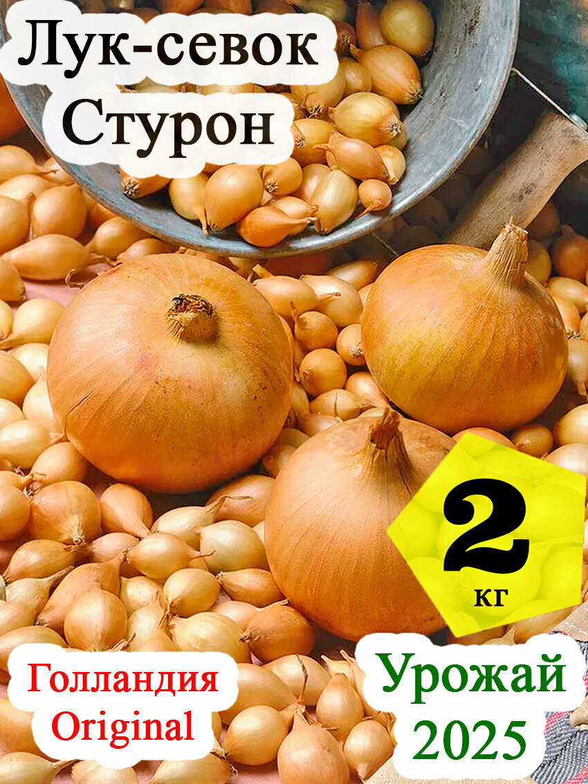 Лук севок Стурон 2 кг Голландия
