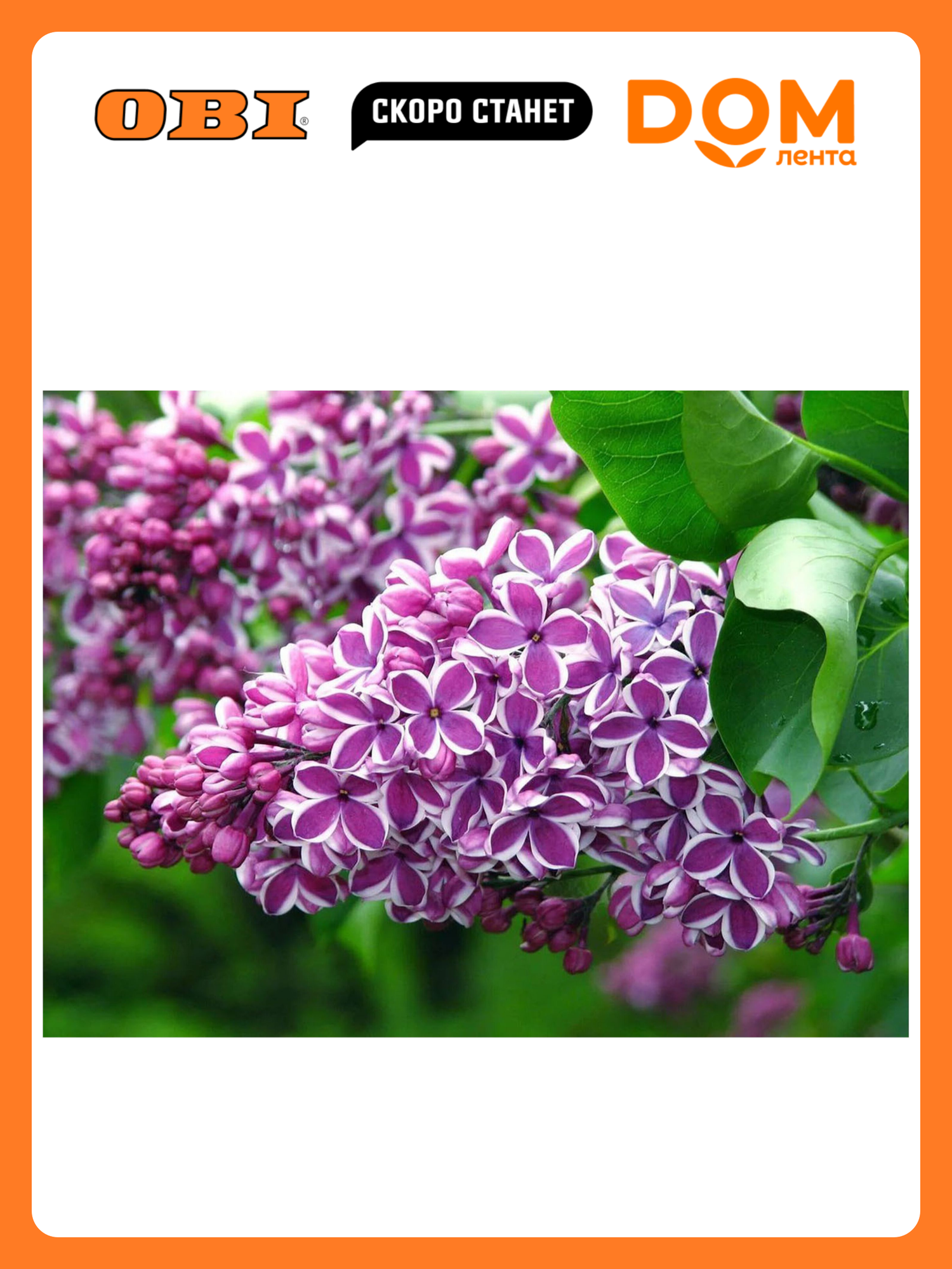 Саженец Сирень обыкновенная Сенсация Blooming Life в тубе 1 шт