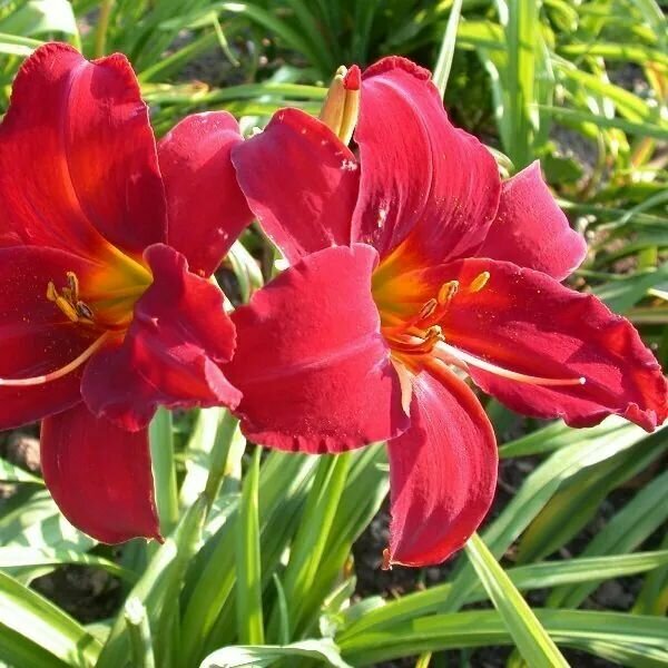 Лилейник Балтимор Ореол