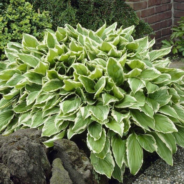 Хоста волнистая Альбомаргината , C2 (1 корневище в пакете с торфом), Нидерланды