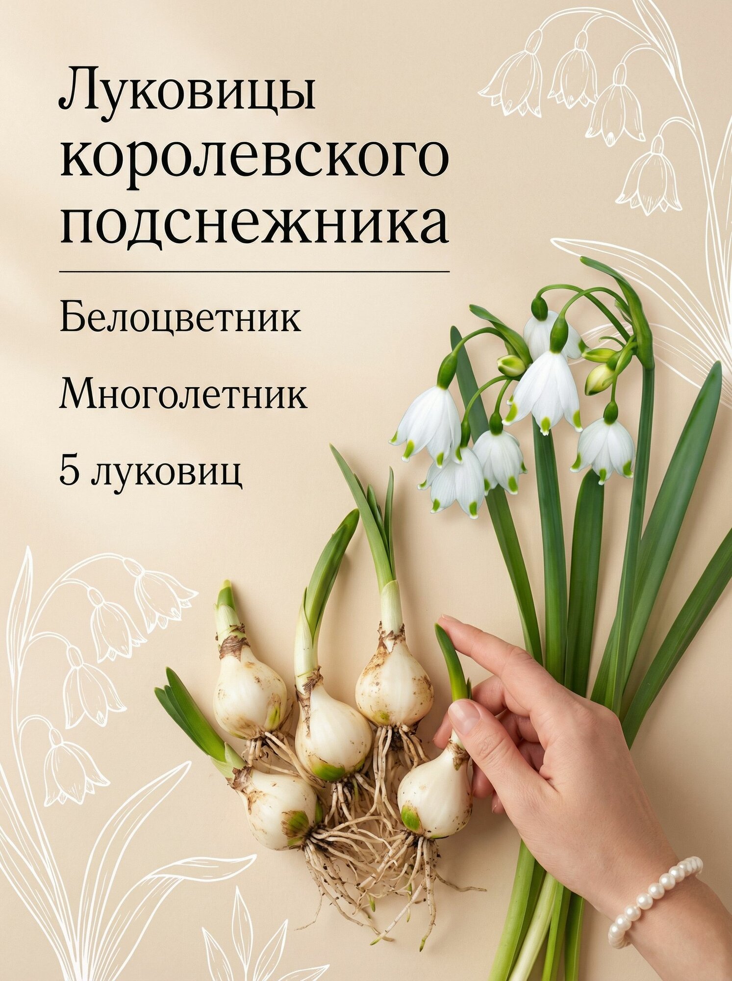 Подснежник Белоцветник королевский многолетний луковицы