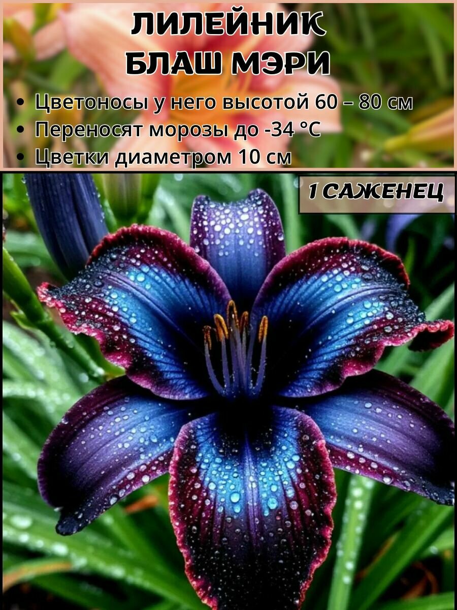 Лилейник саженец, многолетник 1 штука